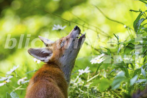 blickwinkel - Rotfuchs, Rot-Fuchs (Vulpes vulpes), junger Rotfuchs ...