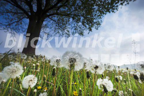 blickwinkel - Gemeiner Loewenzahn, Pusteblume, Kuhblume, Wiesen ...