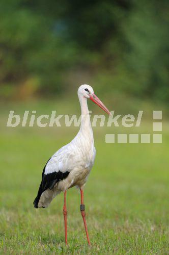 blickwinkel - Weissstorch, Weiss-Storch (Ciconia ciconia), sucht ...