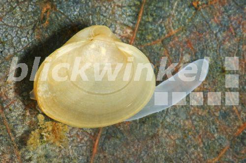 blickwinkel - Haubenmuschel, Haeubchenmuschel, Teichkugelmuschel ...