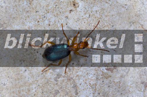 blickwinkel - Grosser Bombardierkaefer (Brachinus crepitans), auf einem ...