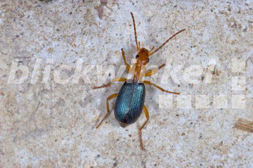 blickwinkel - Grosser Bombardierkaefer (Brachinus crepitans), auf einem ...