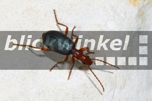 blickwinkel - Grosser Bombardierkaefer (Brachinus crepitans), auf einem ...