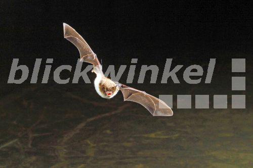 blickwinkel - Wasserfledermaus, Wasser-Fledermaus (Myotis daubentoni ...