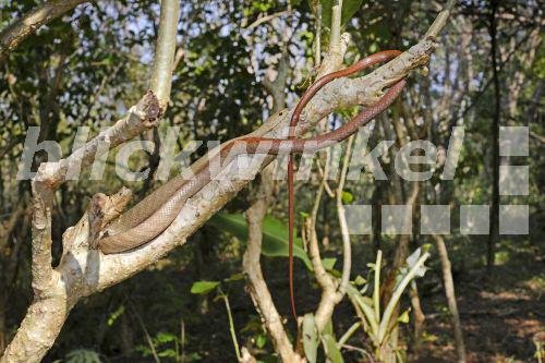 blickwinkel - Trugnatter, Trug-Natter, Ithycyphus miniatus (Ithycyphus ...