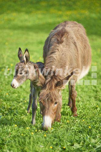blickwinkel - Esel, Hausesel, Haus-Esel (Equus asinus asinus ...