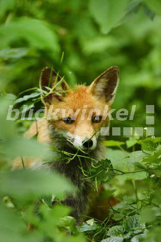 blickwinkel - Rotfuchs, Rot-Fuchs (Vulpes vulpes), im Gebuesch ...