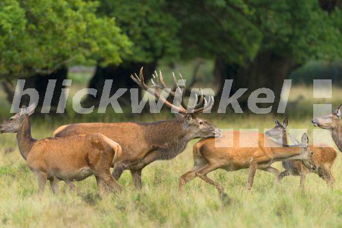 blickwinkel - Rothirsch, Rot-Hirsch, Edelhirsch, Edel-Hirsch, Rotwild ...