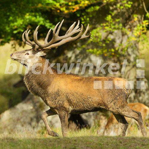 blickwinkel - Rothirsch, Rot-Hirsch, Edelhirsch, Edel-Hirsch, Rotwild ...
