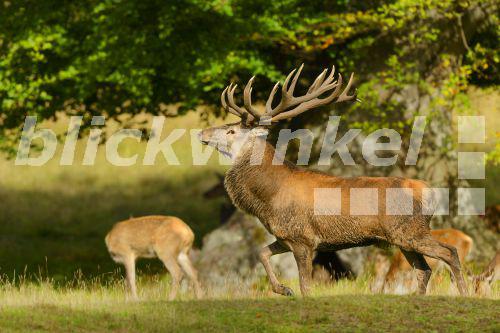 blickwinkel - Rothirsch, Rot-Hirsch, Edelhirsch, Edel-Hirsch, Rotwild ...