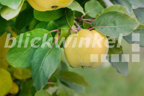 blickwinkel - Apfel-Quitte, Apfelquitte, Quittenbaum, Quitten-Baum ...