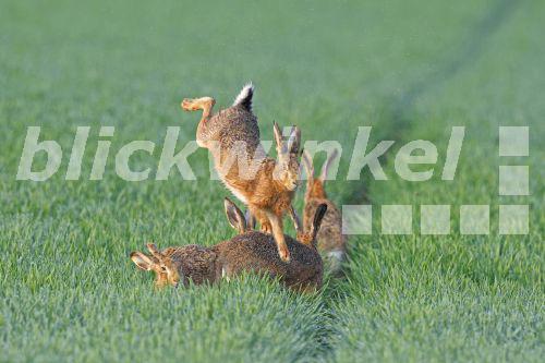 blickwinkel - Europaeischer Hase, Europaeischer Feldhase (Lepus ...
