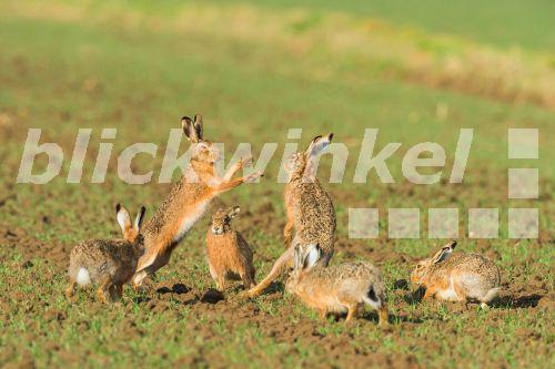 blickwinkel - Europaeischer Hase, Europaeischer Feldhase (Lepus ...