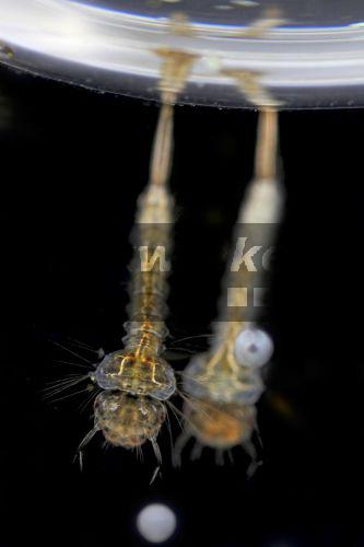 blickwinkel - Mueckenlarven an der Wasseroberflaeche - mosquito larvae ...