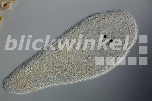 blickwinkel - Strudelwurm, Strudel-Wurm (Turbellaria ...