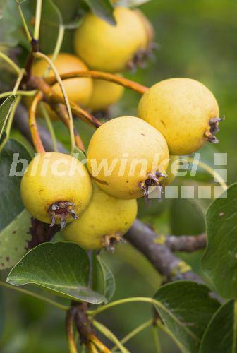 blickwinkel - Holzbirne, Holz-Birne, Wildbirne, Wild-Birne, Wilde Birne ...