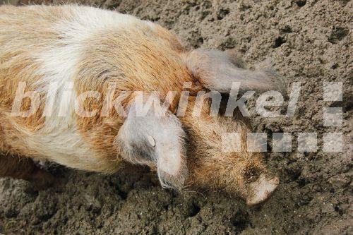 blickwinkel - Rotbunte Husumer Schwein, Daenische Protestschwein ...