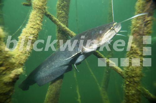 blickwinkel - Europaeischer Wels, Flusswels, Wels, Waller, Schaiden ...