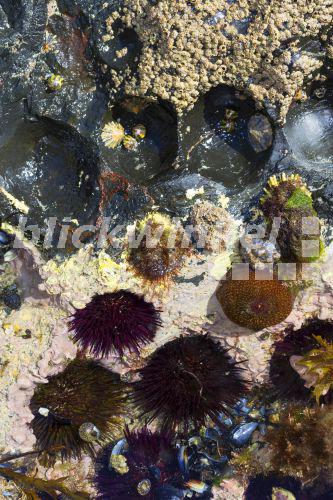 blickwinkel - Stein-Seeigel, Steinseeigel (Paracentrotus lividus ...