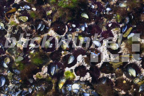 blickwinkel - Stein-Seeigel, Steinseeigel (Paracentrotus lividus ...