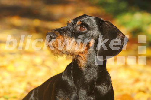blickwinkel - Rauhhaardackel, Rauhhaar-Dackel, Rauhaardackel, Rauhaar ...