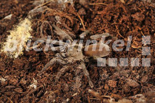 blickwinkel - Europaeische Vogelspinne (Ischnocolus valentinus), kleine ...