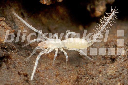 blickwinkel - Tasterlaeufer, Eukoenenia austriaca (Eukoenenia austriaca ...