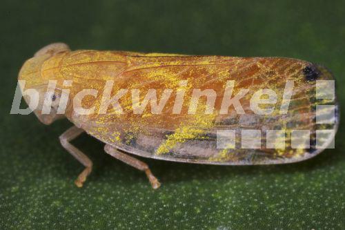 blickwinkel - Mueckenzikade, Muecken-Zikade (Tropiduchidae), sitzt auf ...