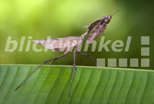 blickwinkel - Fangschrecken & Gottesanbeterinnen (Mantodea, Mantoptera ...