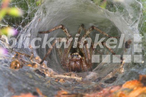 blickwinkel - Labyrinthspinne, Labyrinth-Spinne (Agelena labyrinthica ...