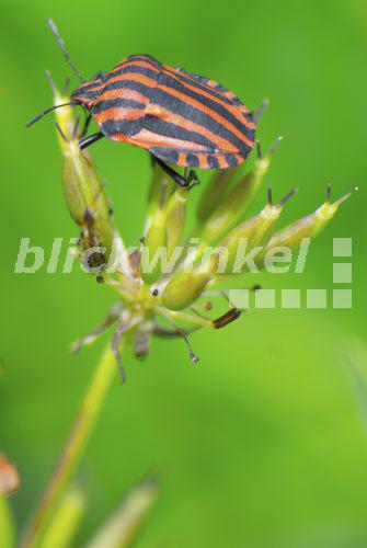 blickwinkel - Streifenwanze, Streifen-Wanze (Graphosoma lineatum ...