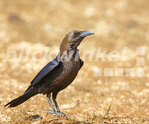blickwinkel - Wuestenrabe, Wuesten-Rabe (Corvus ruficollis), steht am ...