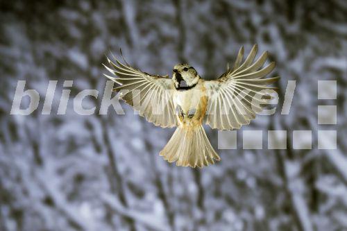 blickwinkel - Haubenmeise, Hauben-Meise (Parus cristatus, Lophophanes ...
