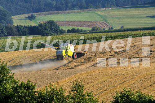blickwinkel - Saat-Weizen, Saatweizen, Weich-Weizen, Weichweizen ...