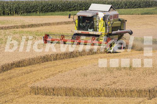 blickwinkel - Saat-Weizen, Saatweizen, Weich-Weizen, Weichweizen ...