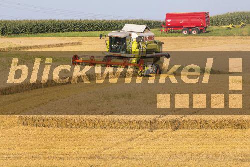 blickwinkel - Saat-Weizen, Saatweizen, Weich-Weizen, Weichweizen ...