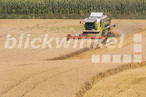 blickwinkel - Saat-Weizen, Saatweizen, Weich-Weizen, Weichweizen ...
