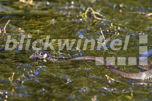blickwinkel - Ringelnatter, Ringel-Natter (Natrix natrix), schwimmt mit ...