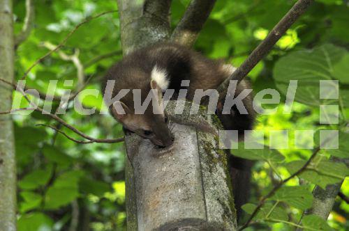 blickwinkel - Steinmarder, Stein-Marder, Hausmarder, Haus-Marder ...