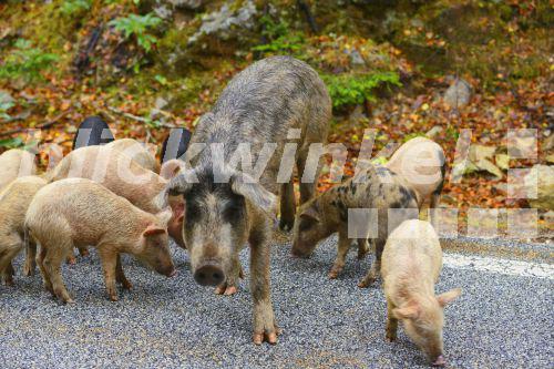 blickwinkel - Hausschwein, Haus-Schwein (Sus scrofa f. domestica ...