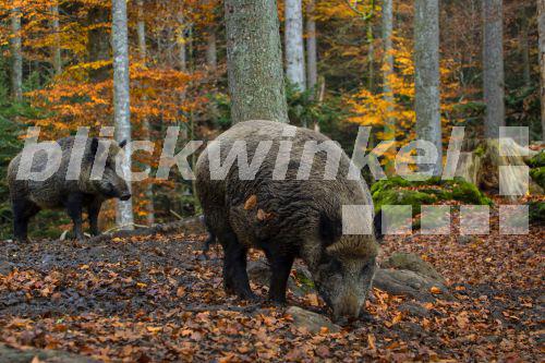 blickwinkel - Wildschwein, Wild-Schwein, Schwarzwild (Sus scrofa), bei ...