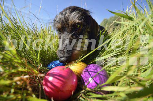 blickwinkel - Rauhhaardackel, Rauhhaar-Dackel, Rauhaardackel, Rauhaar ...