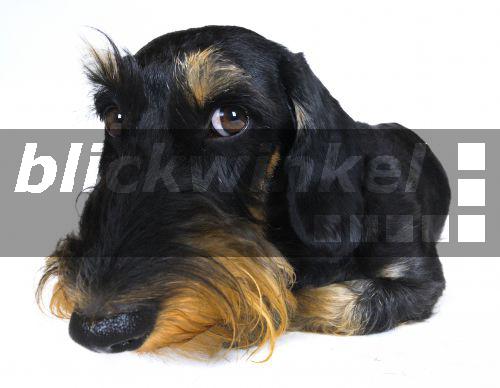 blickwinkel - Rauhhaardackel, Rauhhaar-Dackel, Rauhaardackel, Rauhaar ...