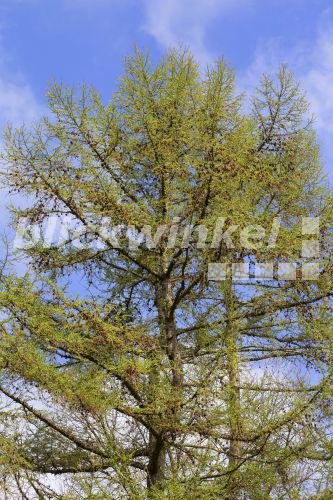 blickwinkel - Europaeische Laerche (Larix decidua, Larix europaea ...
