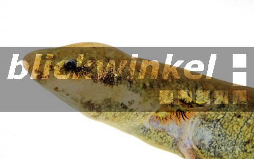 blickwinkel - Kleiner Armmolch (Siren intermedia), seitliches Portrait ...