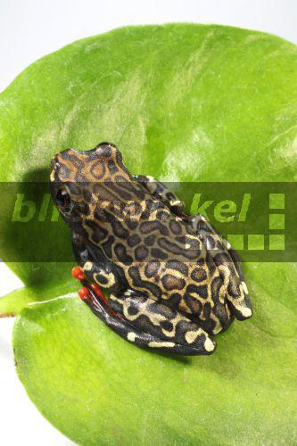 blickwinkel - Riggenbachs Riedfrosch, Hieroglyphenlaubfrosch ...