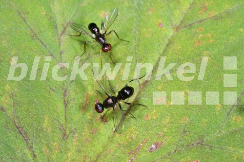 blickwinkel - Faeulnis-Schwingfliege, Faeulnisschwingfliege (Themira ...