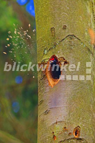 blickwinkel - Schwarzspecht, Schwarz-Specht (Dryocopus martius), baut ...