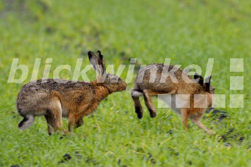 blickwinkel - Europaeischer Hase, Europaeischer Feldhase (Lepus ...