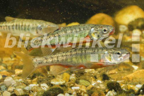 blickwinkel - Elritze, Eurasische Elritze, Pfrille (Phoxinus phoxinus ...